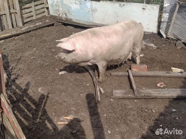 Хряк на племя