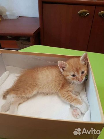 Котик мальчик