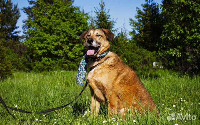 Супер Лео ищет семью