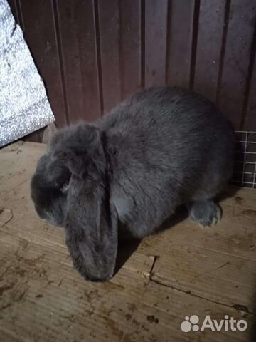 Кролик Французский баран