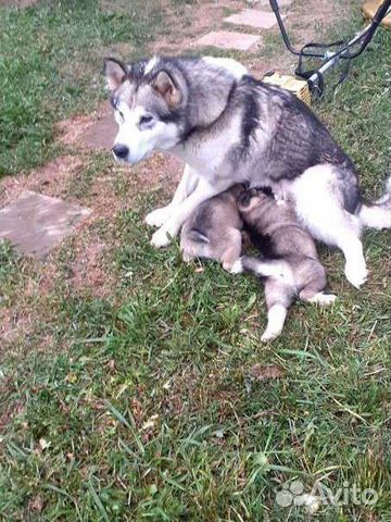 Метис аляскинский маламут и лайка