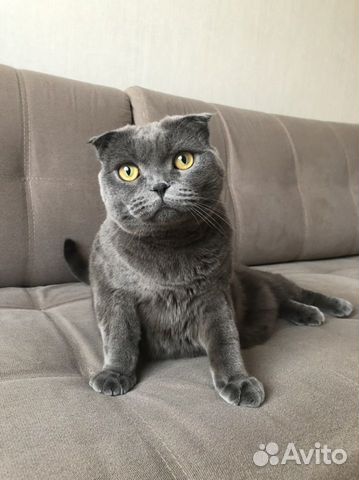 Шотландская вислаухая и европейская кошка