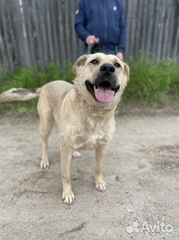 Лея ищет семью