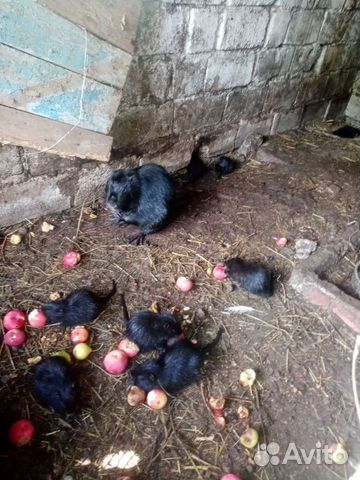 Нутрии чёрные, канатка