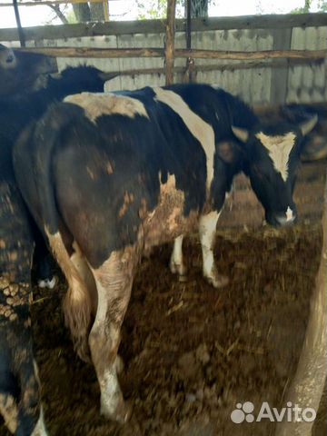 Быки на мясо