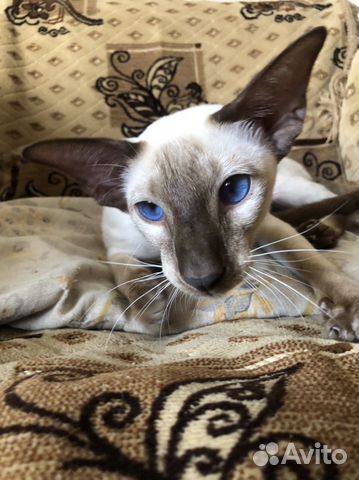 Сиамская кошка с фиалковыми глазами