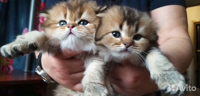 Любимый золотой котик Каспер,есть кошечки
