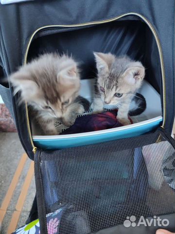 Кошки в добрые руки бесплатно