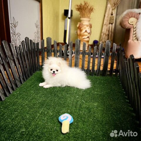 Белая померанка мини эксклюзив