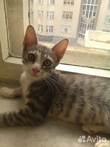 Светлосерый котёнок