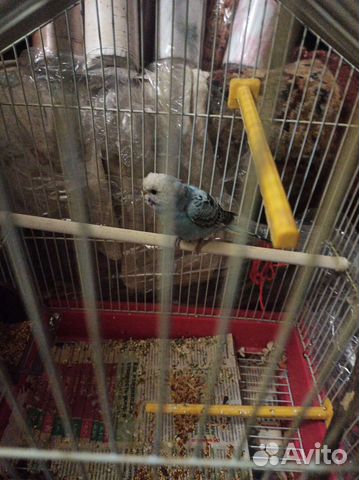 Волнистый попугай самец