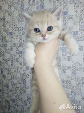 Бриташка-очаровашка