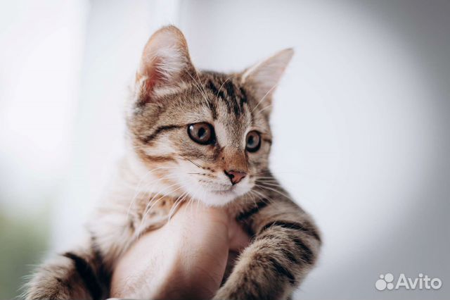 Идеальный котенок., 3 месяца