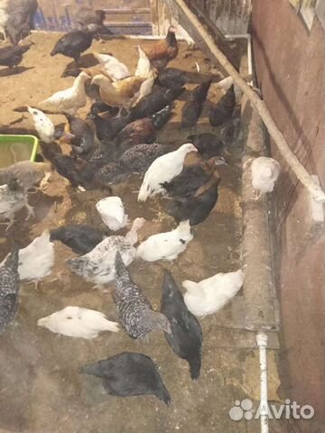Куры молодки несушки