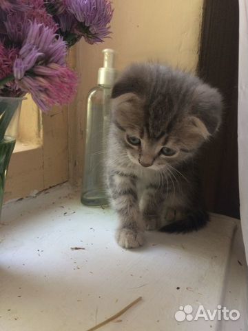 Шотландский вислоухий котёнок