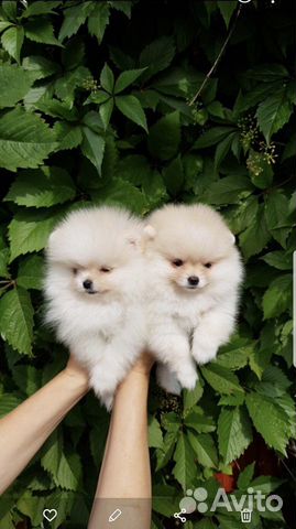 Щенки померанцы