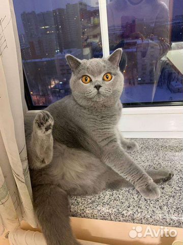 Кошка британка стерилизована