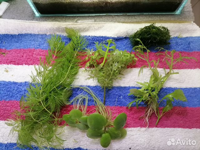 Аквариумные растения