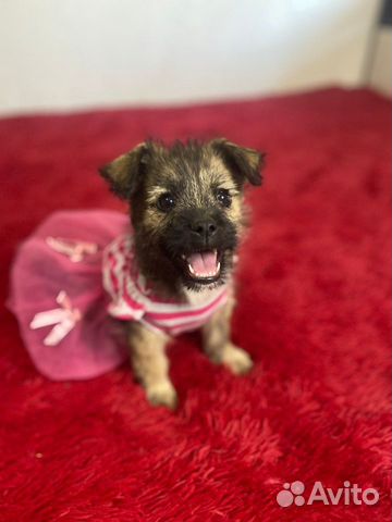 Ищет дом щенок не крупной Собачки Маха