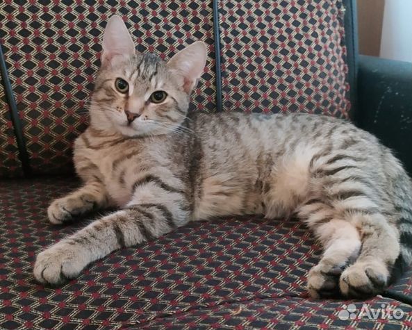 Ласковый дружелюбный мальчик 4 мес ищет дом