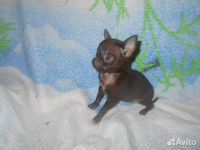 Кукольная малышка супермини