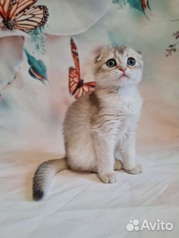Шотландский скоттиш килт