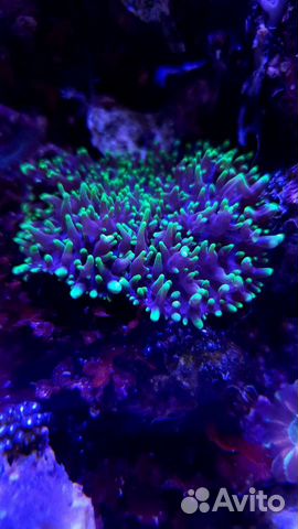 Продам морской коралл родактис