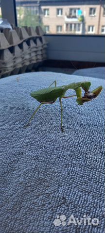 Африканский древесный богомол