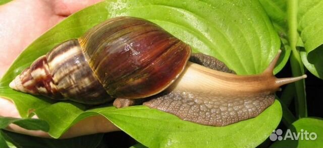Улитка Ахатина