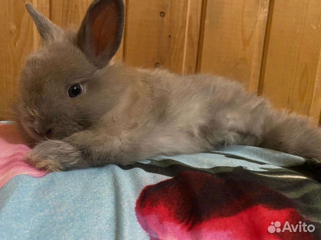 Вязка декоративного кролика