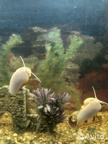 Улитки аквариумные