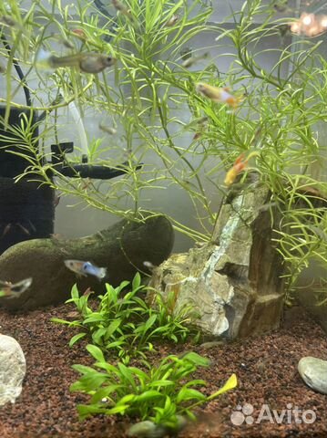 Аквариумные рыбки гуппи