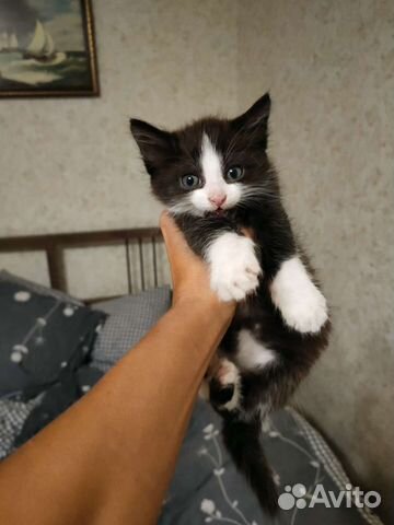 Котенок в добрые руки