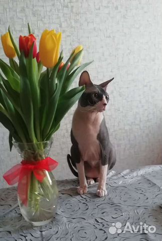 Мальчик сфинкс ищет невесту