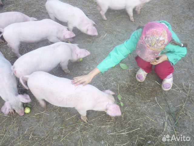 Поросята породистые