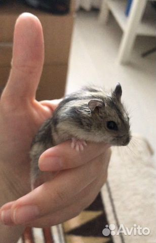 Джунгарский хомяк