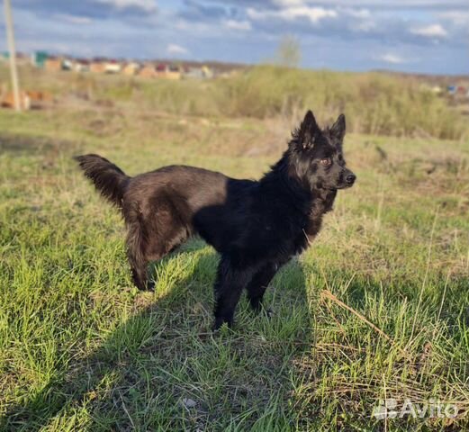 Собаки бесплатно