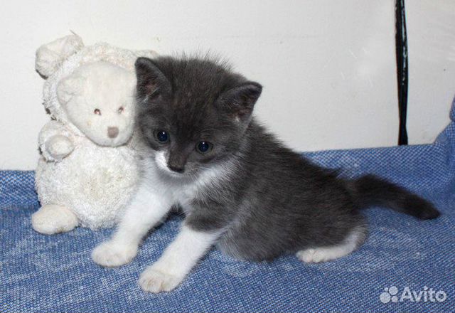 Котенок Крошка 2 месяца в добрые руки