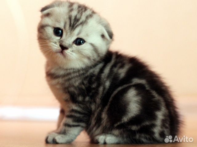 Котята шотландские вислоухие и страйты