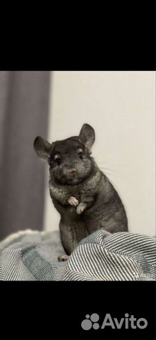 Шиншилла
