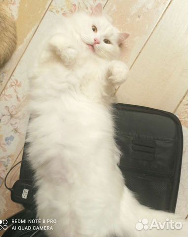 Молодой белый кот