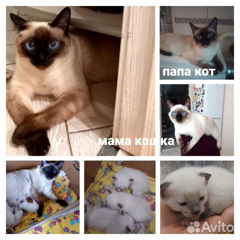 Тайские котята
