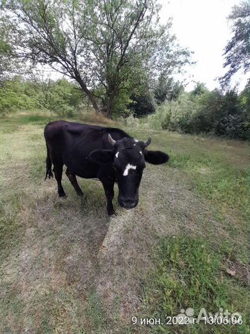 Телки стельные