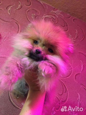 Померанский шпиц медвежьего типа