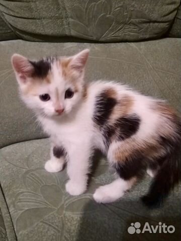 Кошка