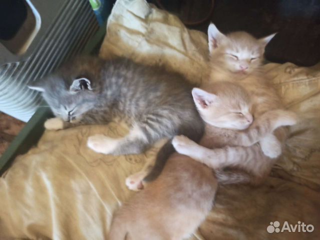 Котята в добрые руки