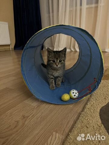 Отдам милого толстого котенка