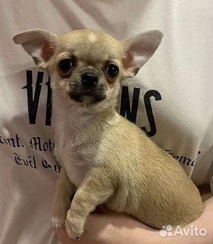 Малый стандартик-девочка чихуахуа