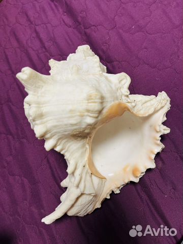 Раковины морские разные Япония