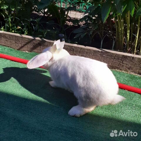 Декоративные кролики с клеткой